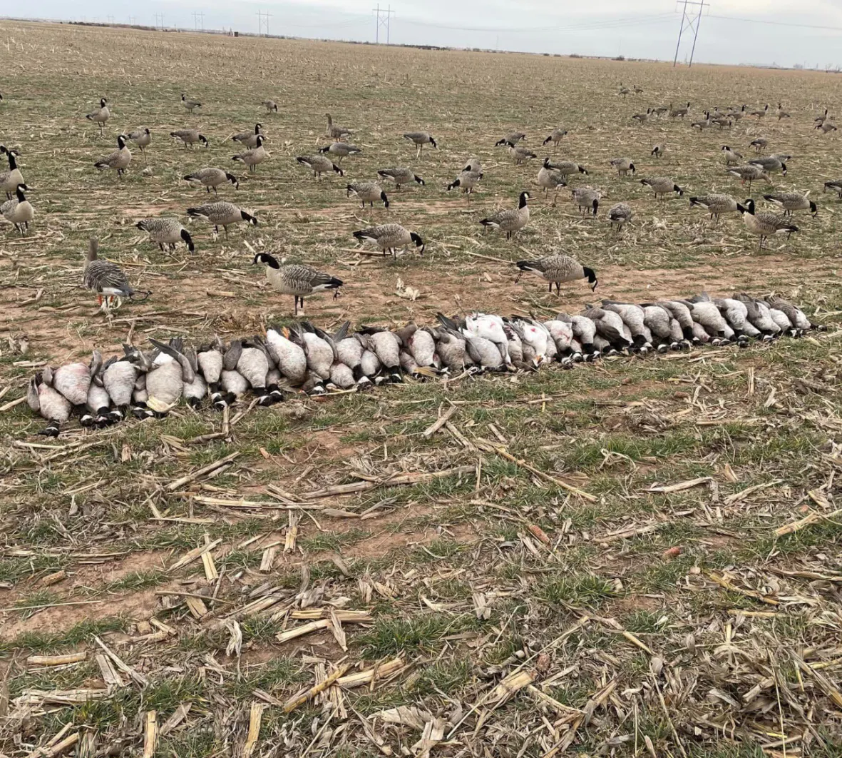 Oklahoma Waterfowl Hunts